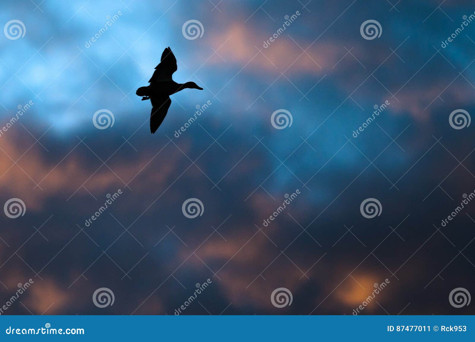 Silhouetted Duck Flying in the Sunset Sky Stock Image - Image of sunset ...