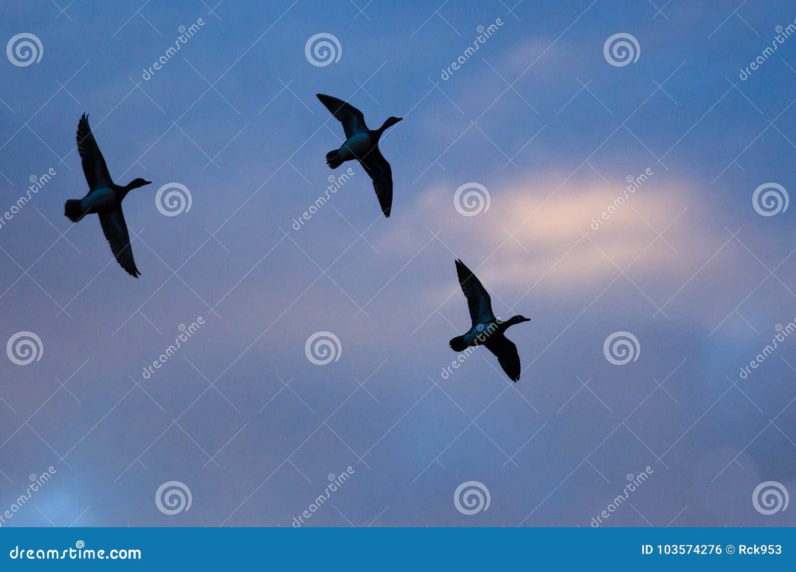 Silhouetted Ducks Flying in the Sunset Sky Stock Photo - Image of ...