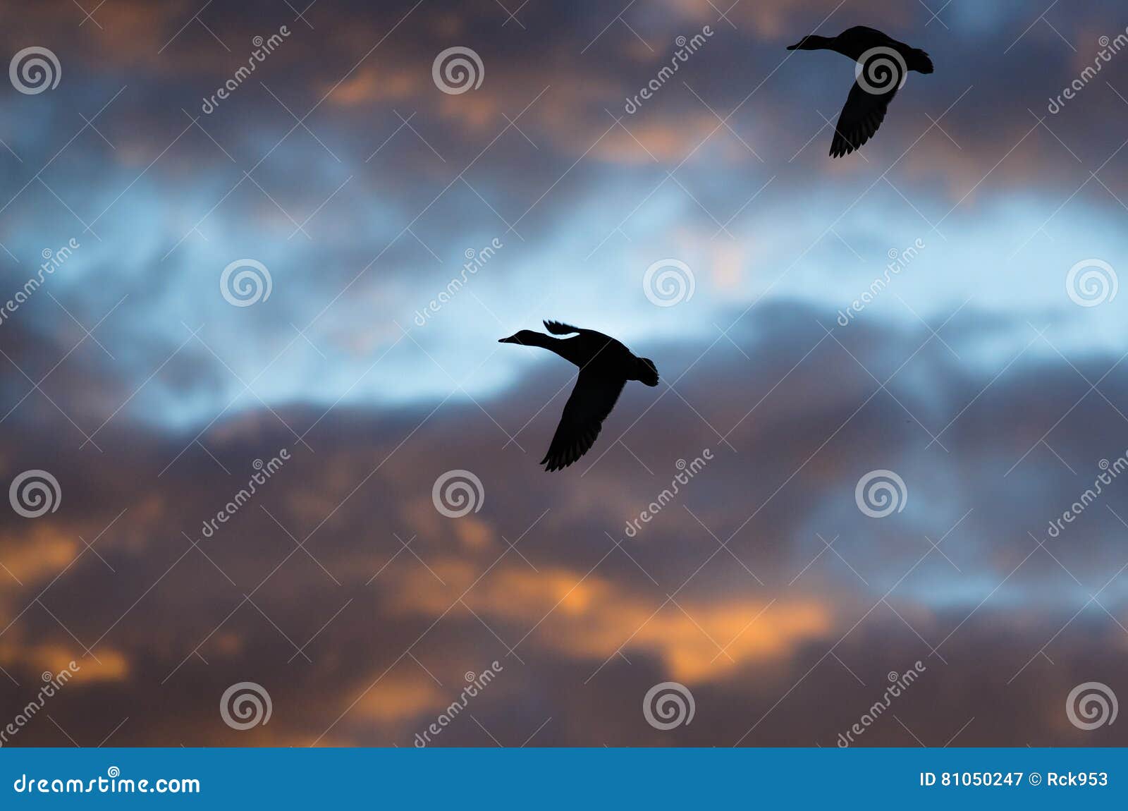 Silhouetted Ducks Flying in the Sunset Sky Stock Image - Image of ...