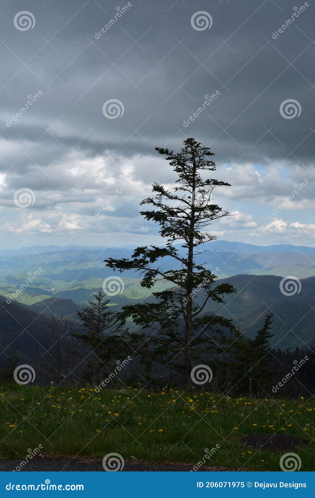 Silhouetted Evergreen Tree in the Blue Ridge Mountains Stock Image ...