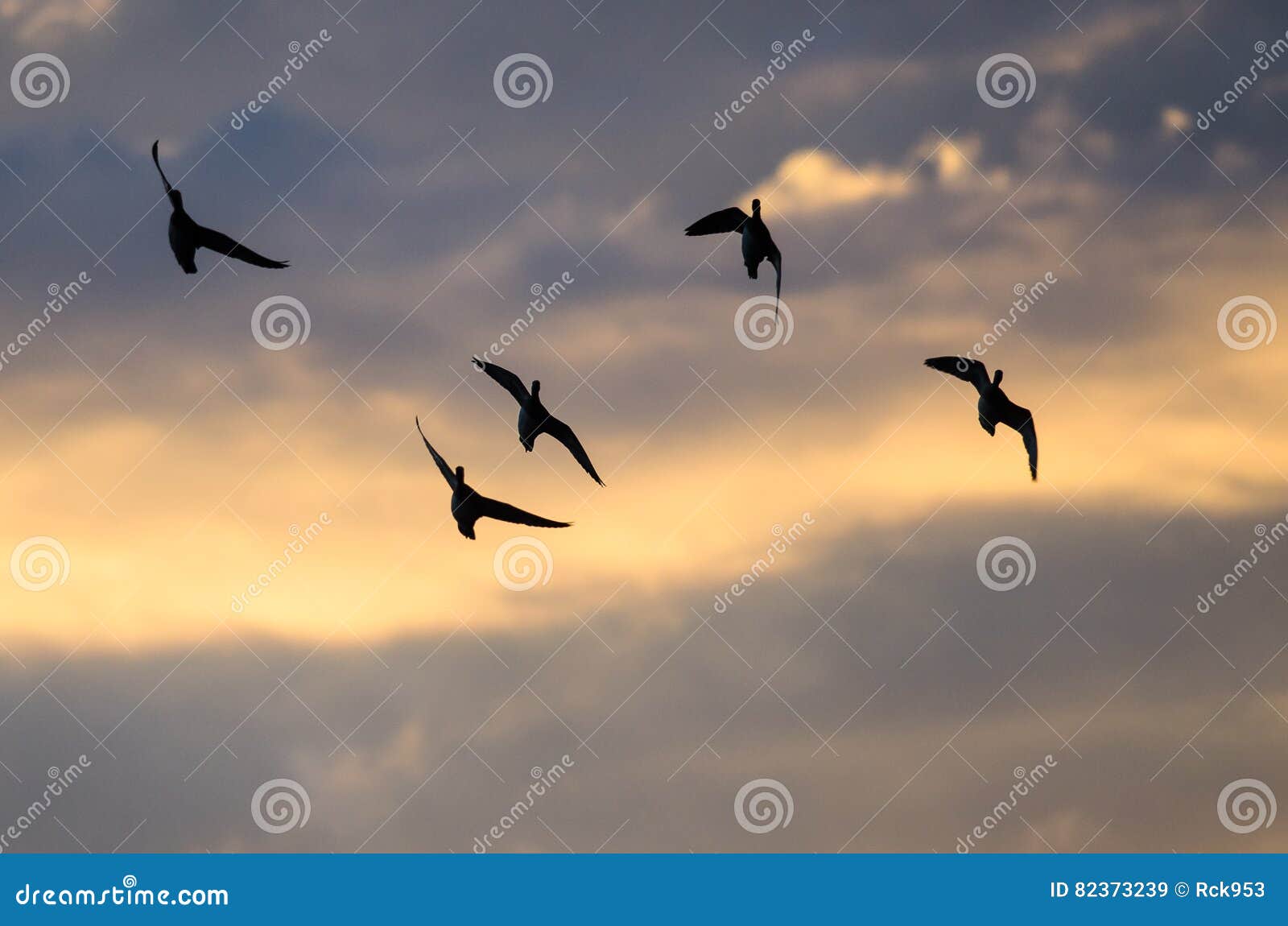 Silhouetted Flock of Ducks Flying in the Sunset Sky Stock Image - Image ...