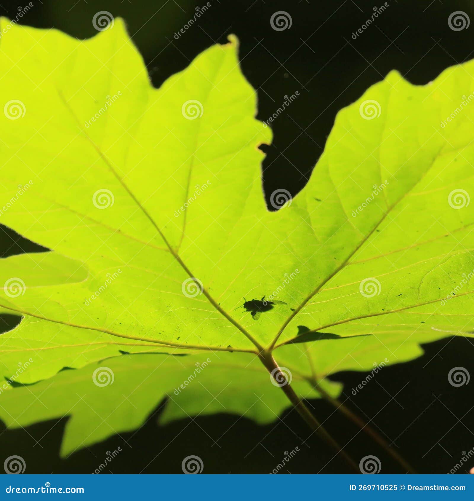 Silhouetted Fly on a Lit Maple Leaf Stock Image - Image of canada ...