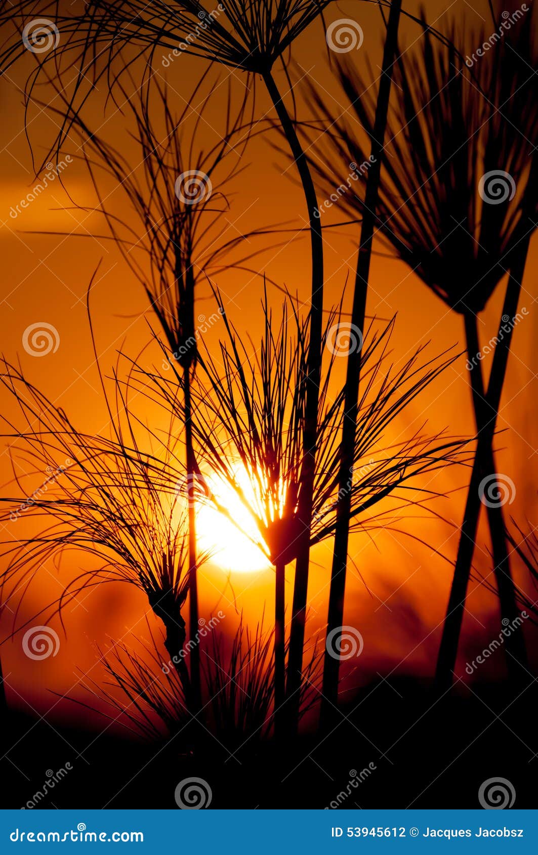 Silhouetted Papyrus during Sunset Stock Photo - Image of ecosystem ...
