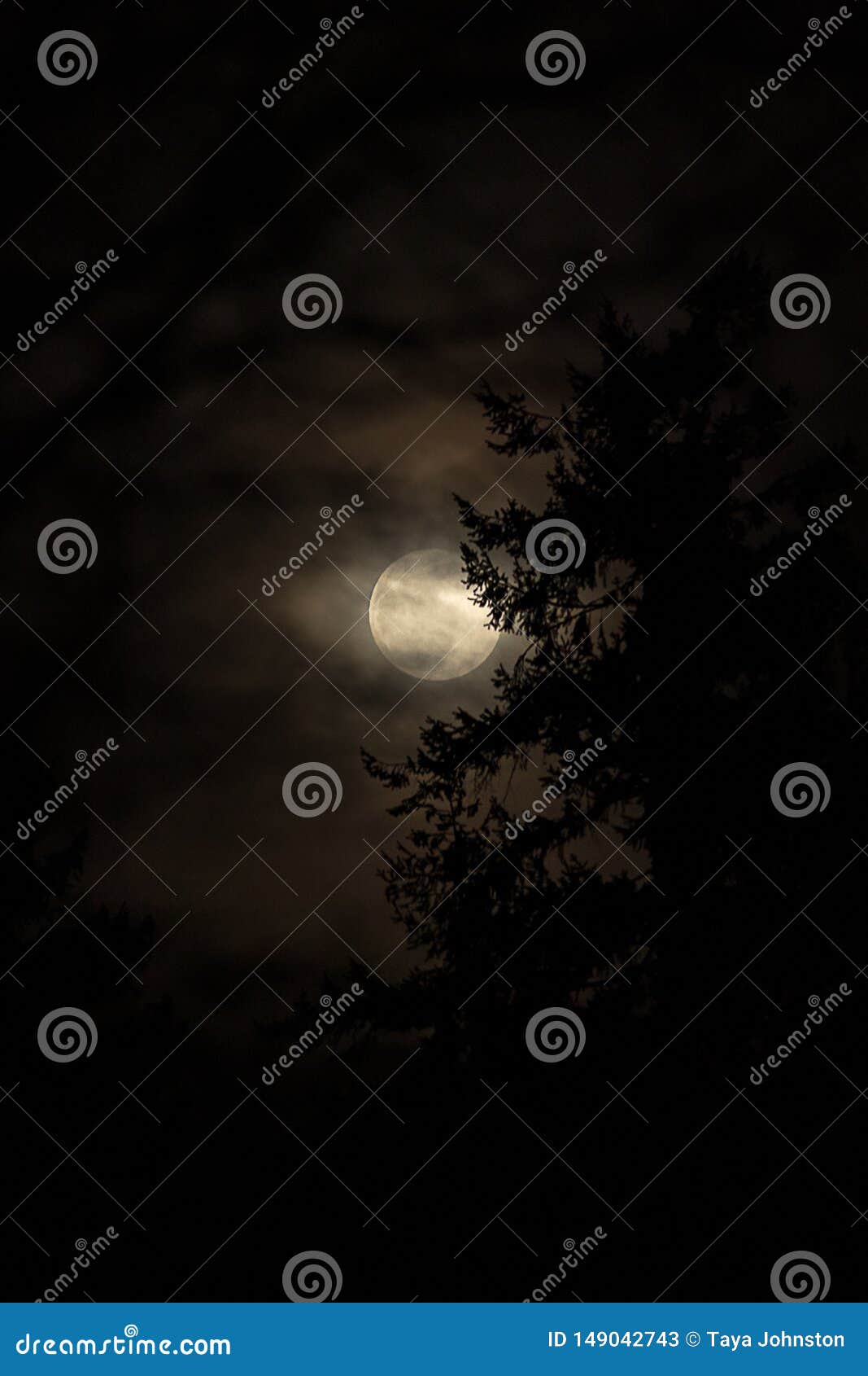 Silhouetted Pine Trees in Front of a Bright Full Moon Stock Image ...