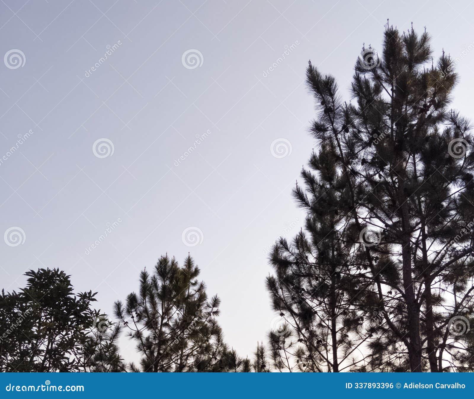 Silhouetted Pine Trees at Twilight Stock Photo - Image of evening ...