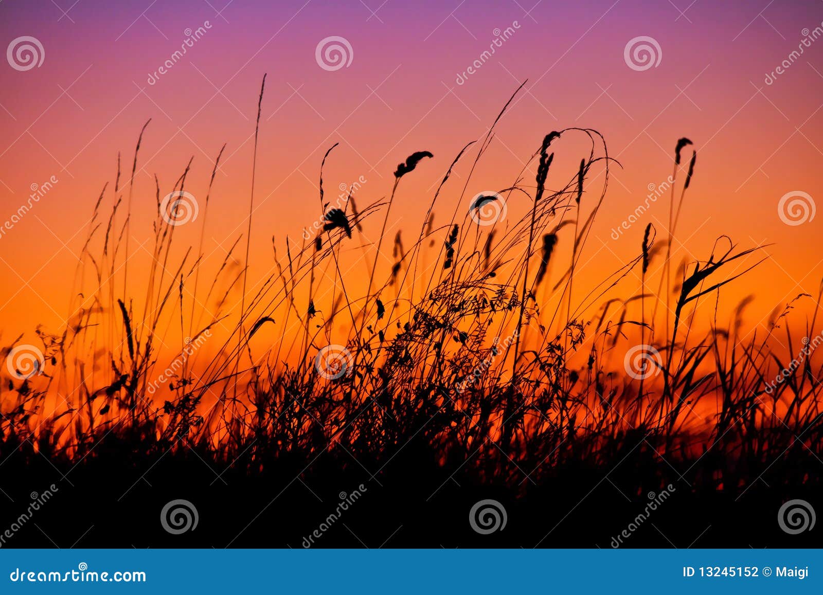 Silhouetted Reeds at Sunset Stock Photo - Image of meadow, closeup ...
