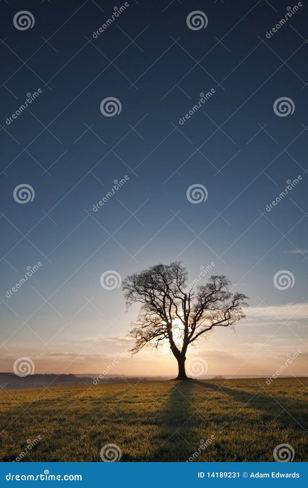 Silhouetted Single Tree at Sunset Stock Image - Image of peaceful, blue ...