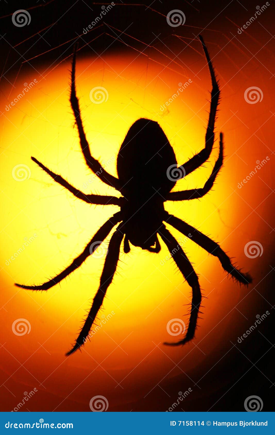 Silhouetted Spider at Sunset Stock Photo - Image of glowing, detail ...