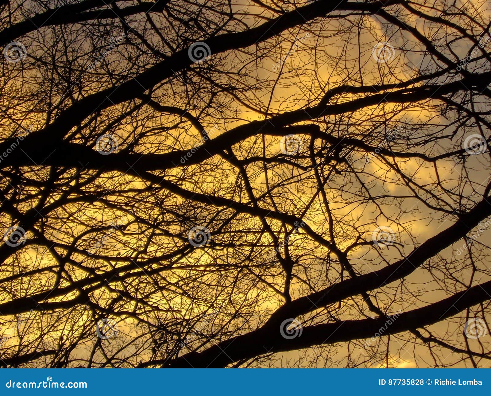 Silhouetted Tree Branches at Sunset Stock Photo - Image of horizontal ...