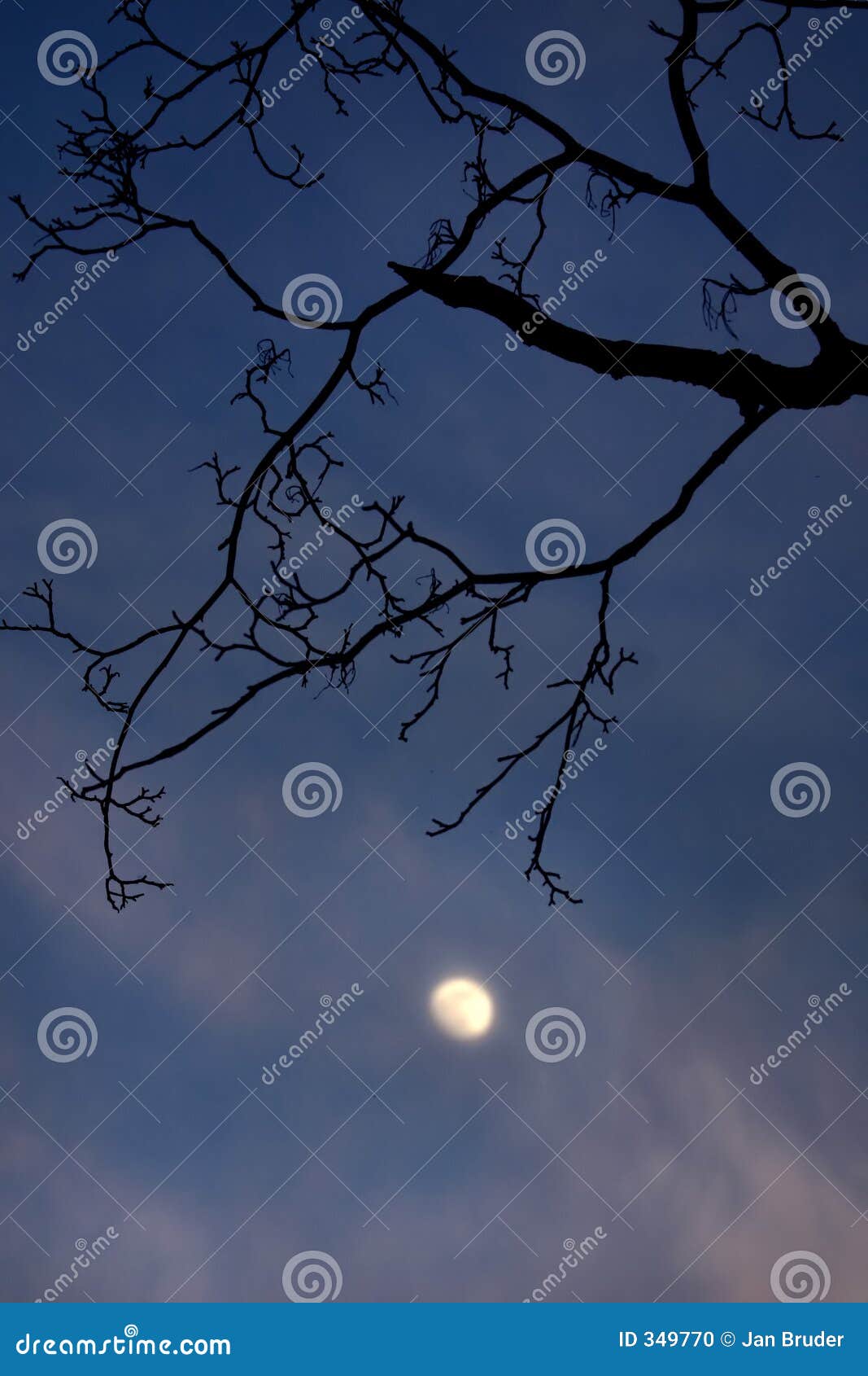 Silhouetted tree and moon stock photo. Image of night, twilight - 349770