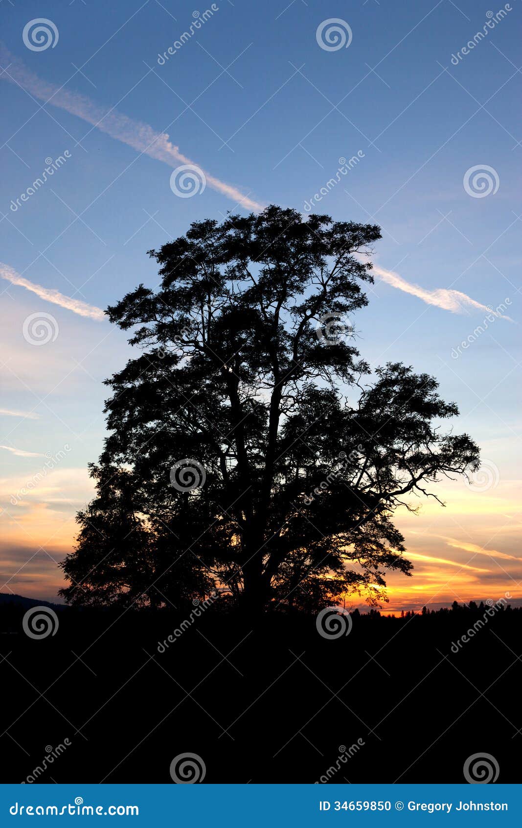 Silhouetted Tree at Sunset. Stock Photo - Image of scenic, sunset: 34659850