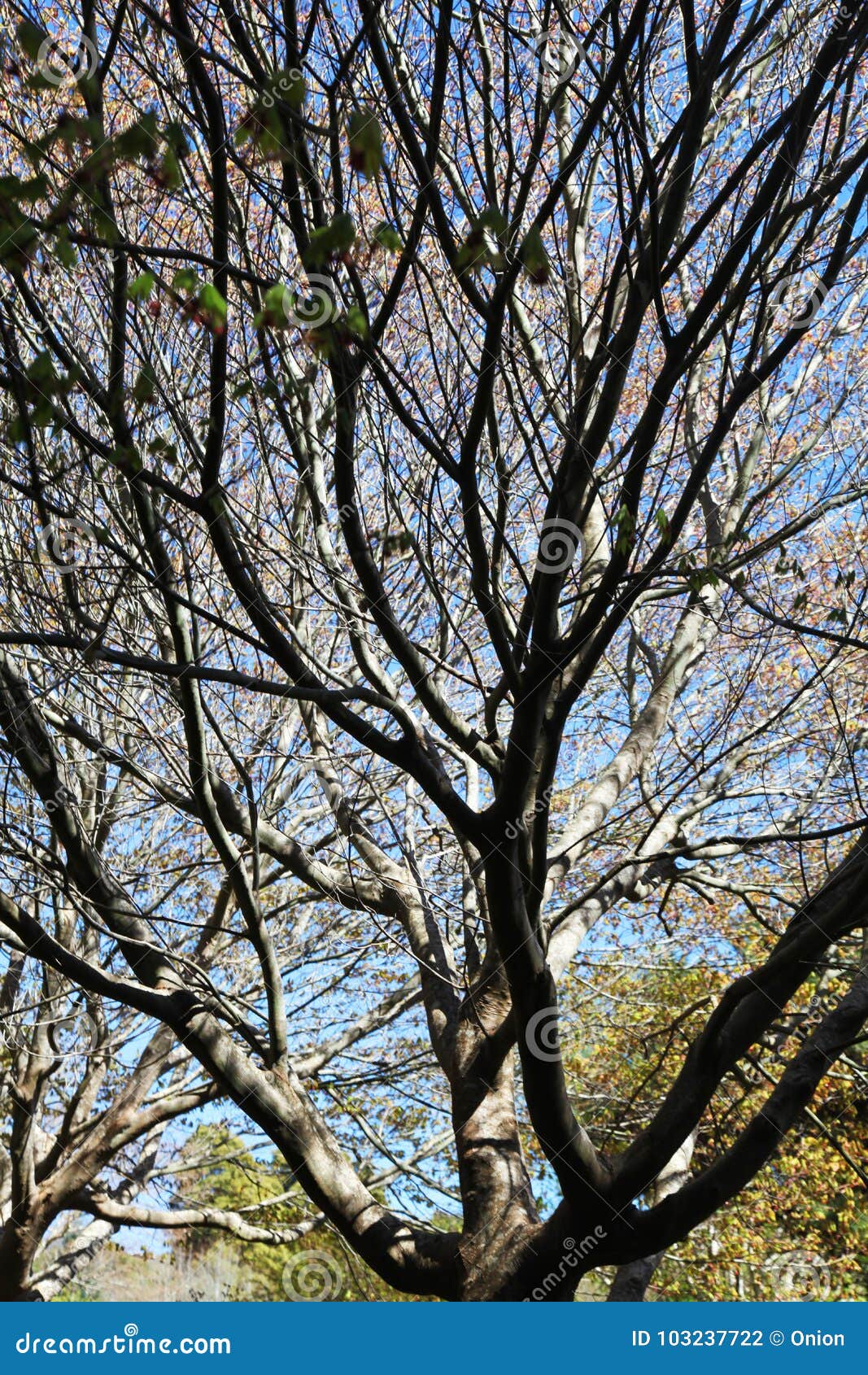 Silhouetted Trees with a Few Leaves Stock Photo - Image of branches ...
