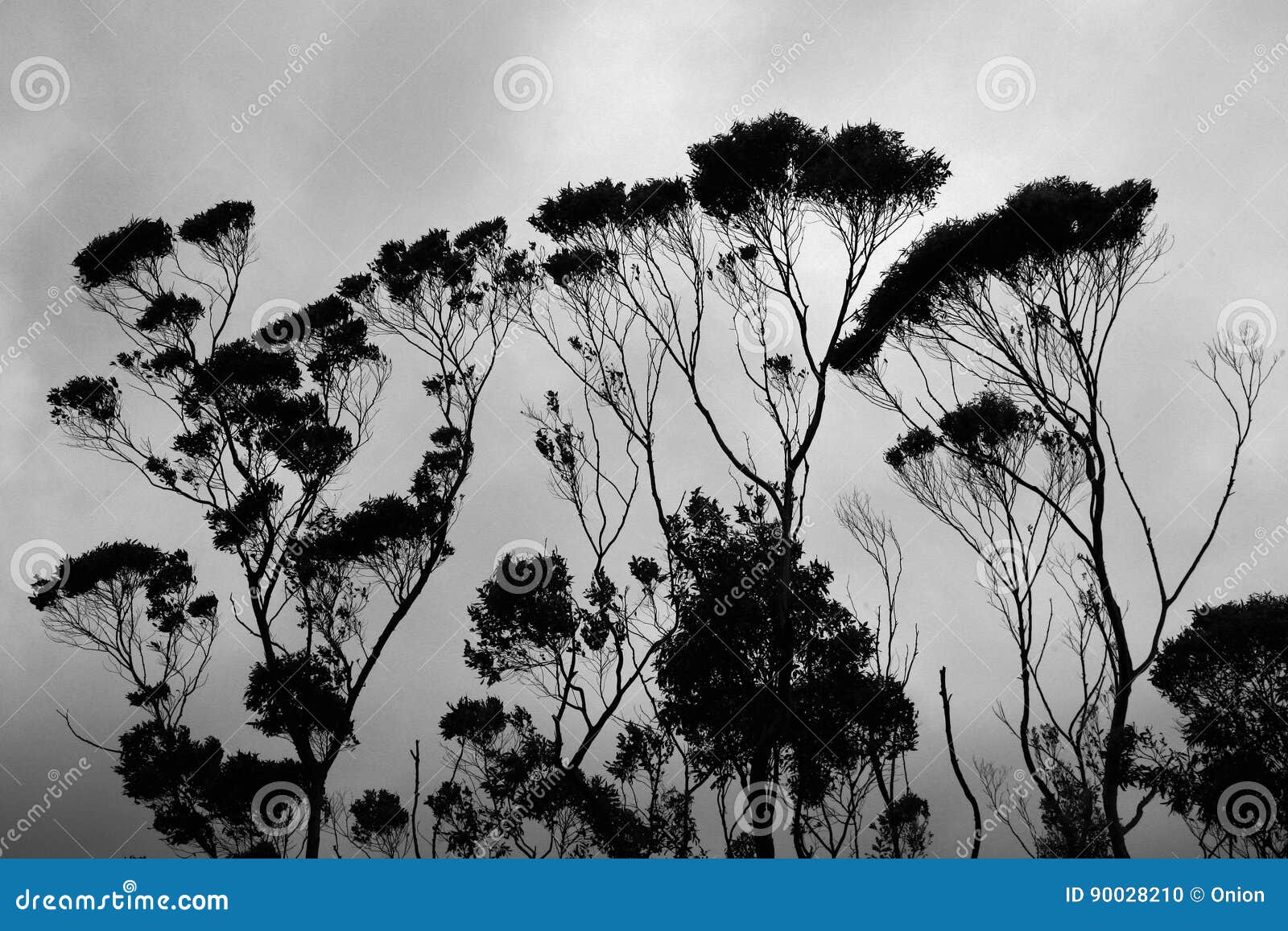 Silhouetted Trees with Hazy Clouds at the Back Stock Photo - Image of ...