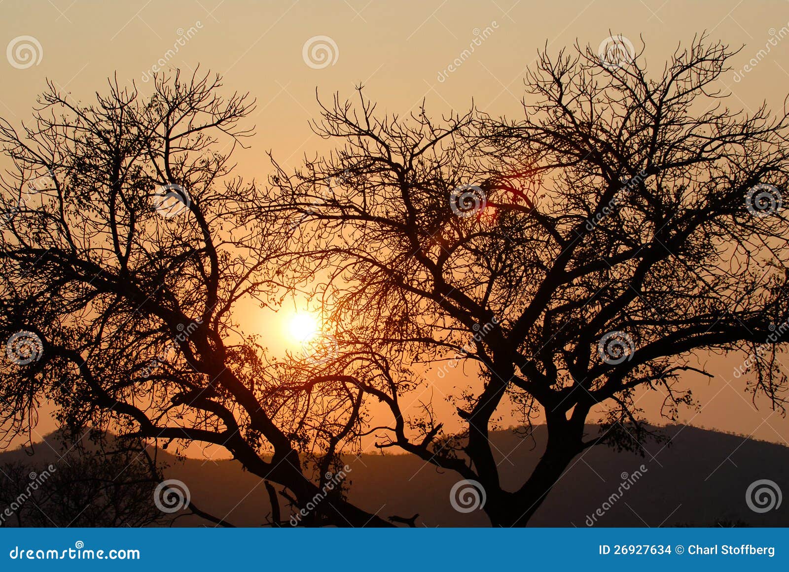 Silhouetted Trees at Sunset Stock Photo - Image of sunset, serenity ...