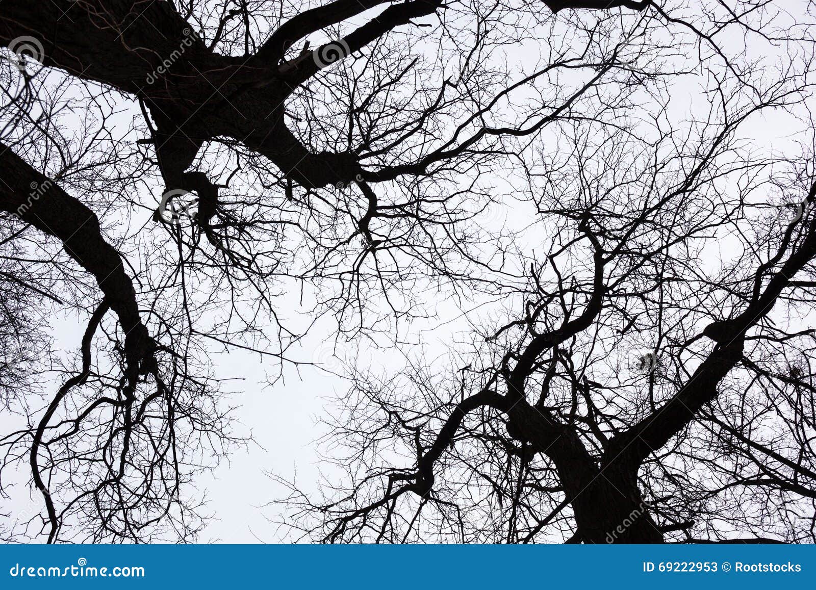 Silhouettes of bare trees stock image. Image of leaves - 69222953