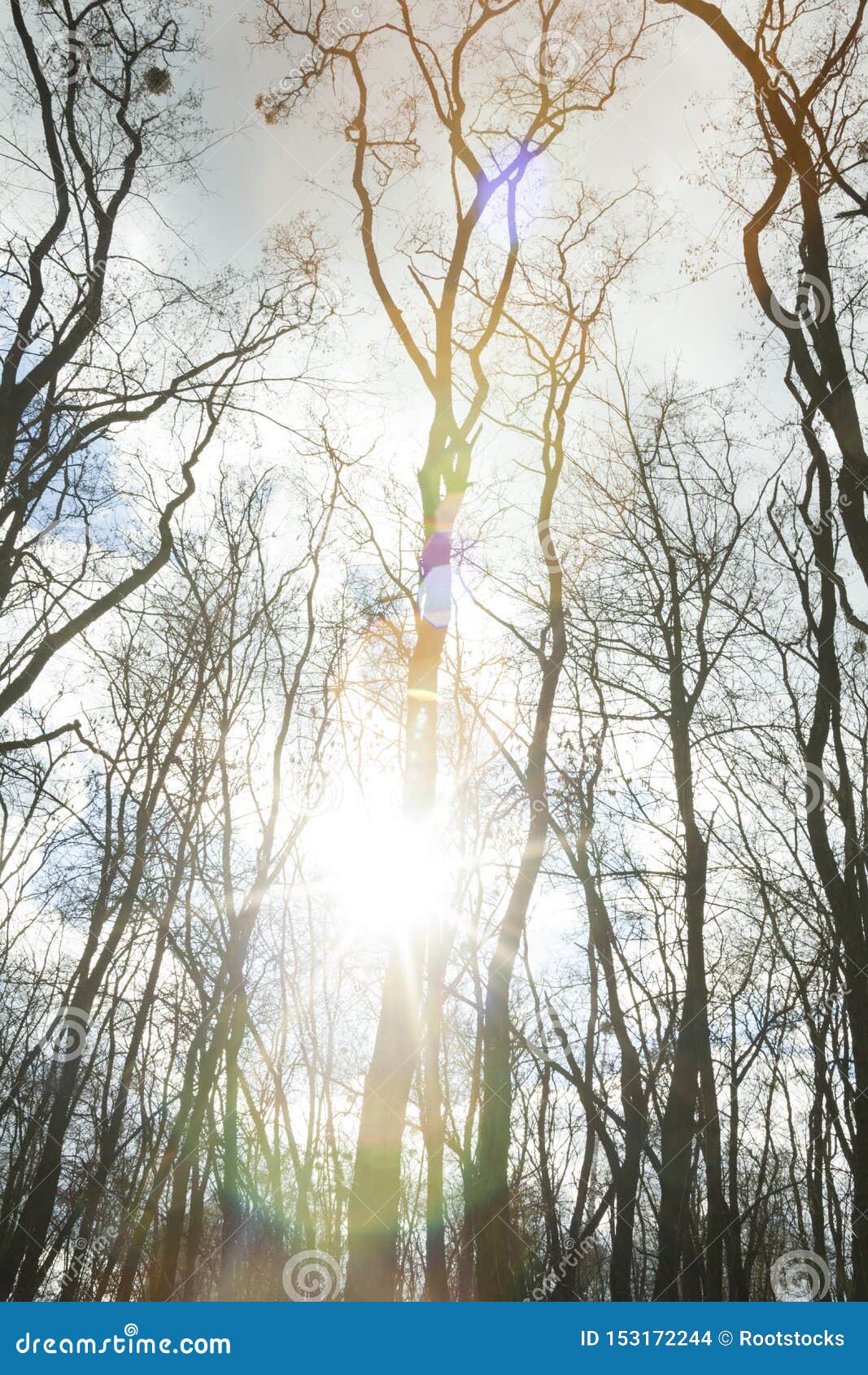 Bare Trees Against the Shining Sun Stock Photo - Image of natural ...