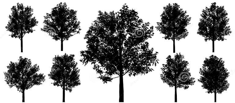 Silhouettes of Beautiful Ash Trees, Set. Vector Illustration Stock ...