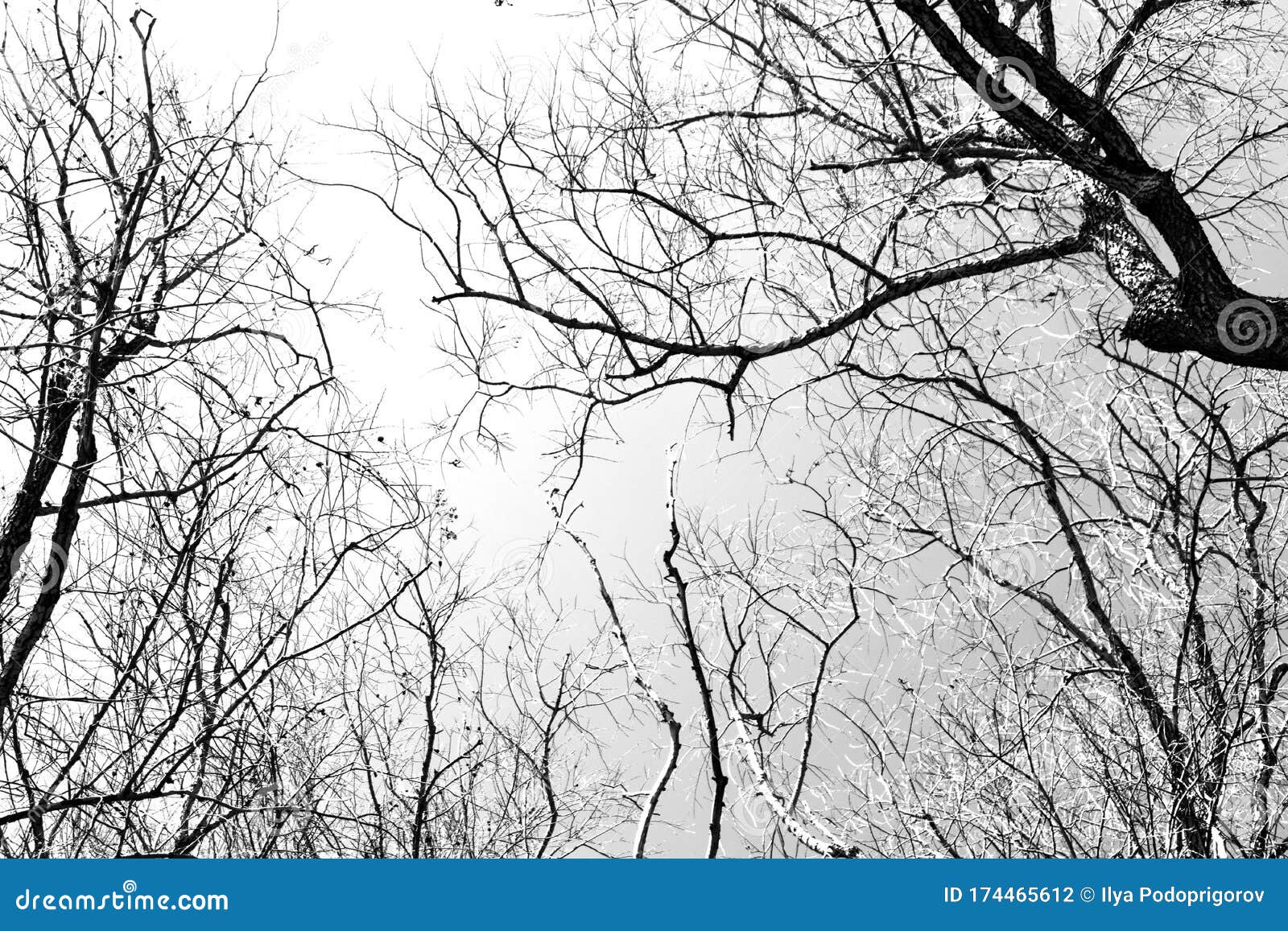 Silhouettes of a Black Tree without Leaves on a White Background ...