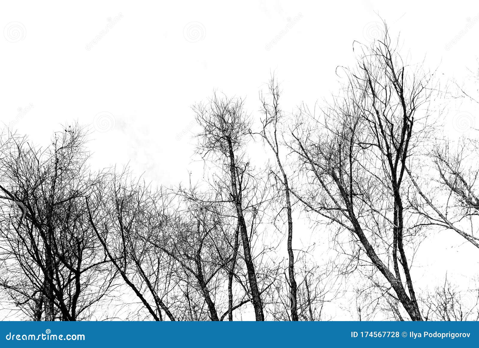 Silhouettes of a Black Tree without Leaves on a White Background ...