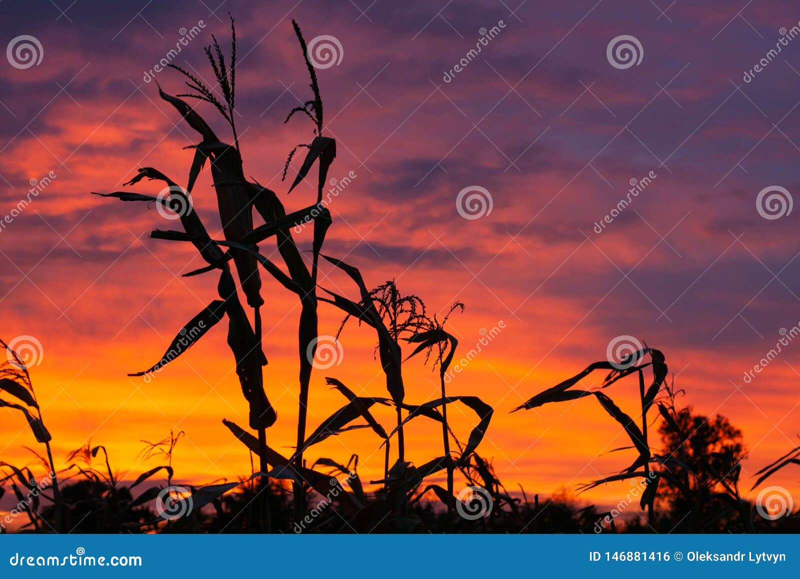 Silhouettes Of Corn On The Background Of A Beautiful Sunset Sky Royalty ...