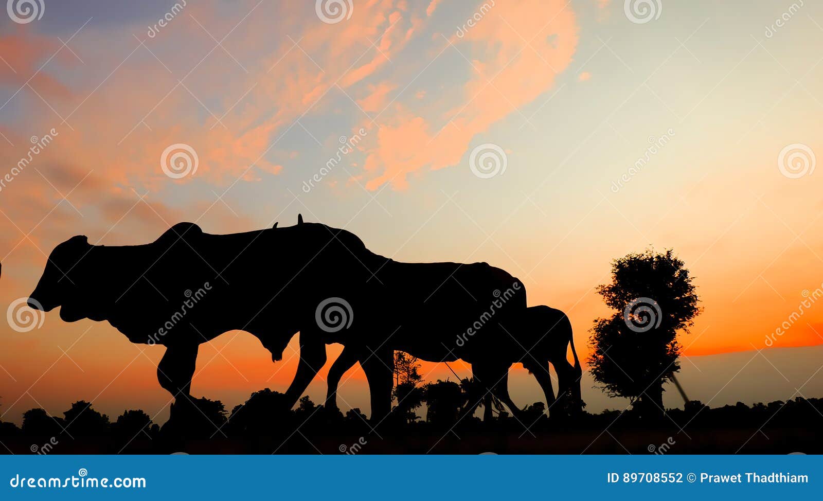 Silhouettes of Cows at Sunset. Stock Photo - Image of country, bull ...