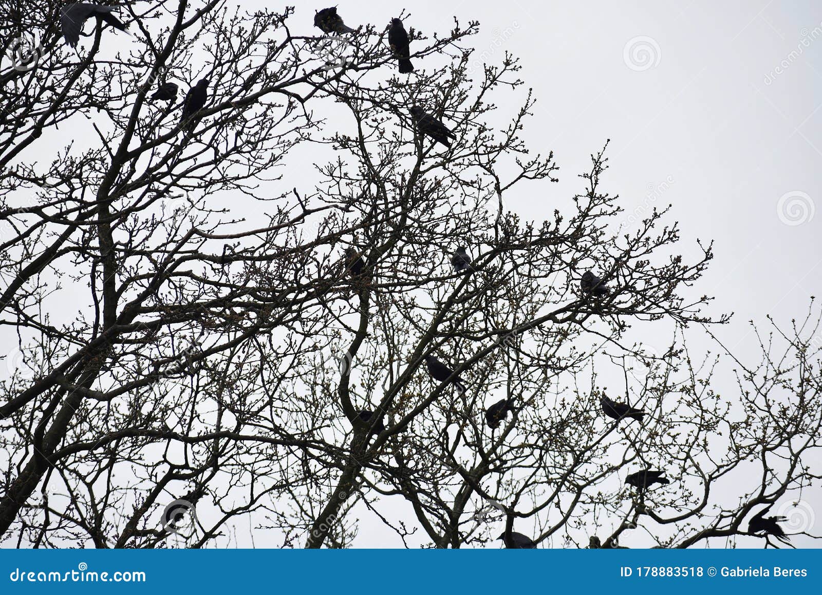 Silhouettes of Crows Birds on Tree Branches. Stock Photo - Image of ...