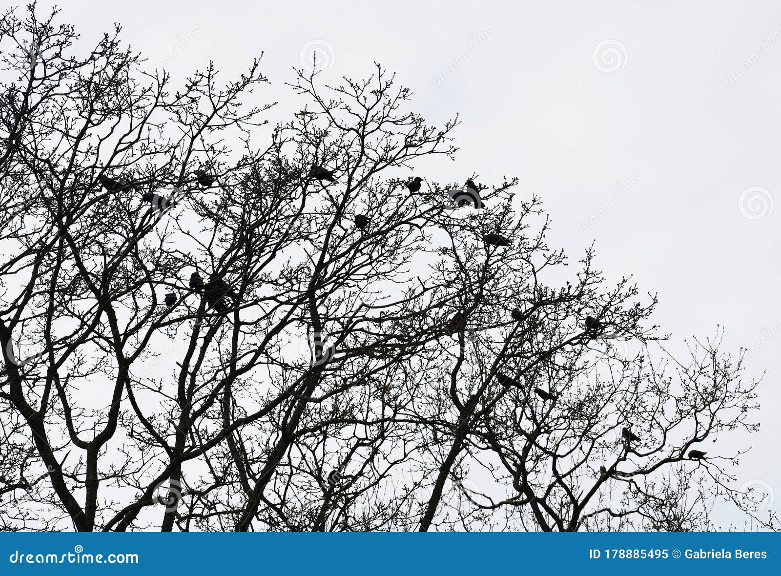 Silhouettes of Crows Birds on Tree Branches. Stock Image - Image of ...