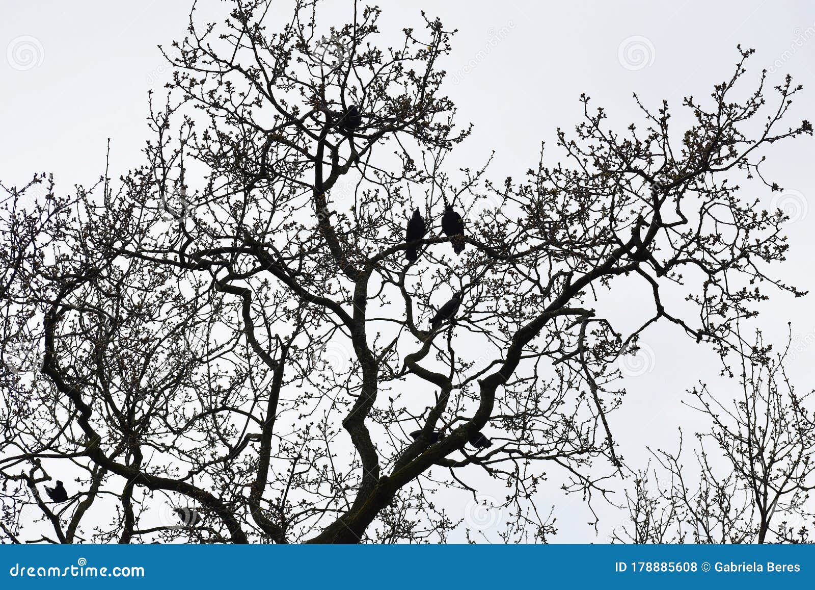 Silhouettes of Crows Birds on Tree Branches. Stock Photo - Image of ... Silhouettes of Crows Birds on Tree Branches. Stock Photo - Image of ...