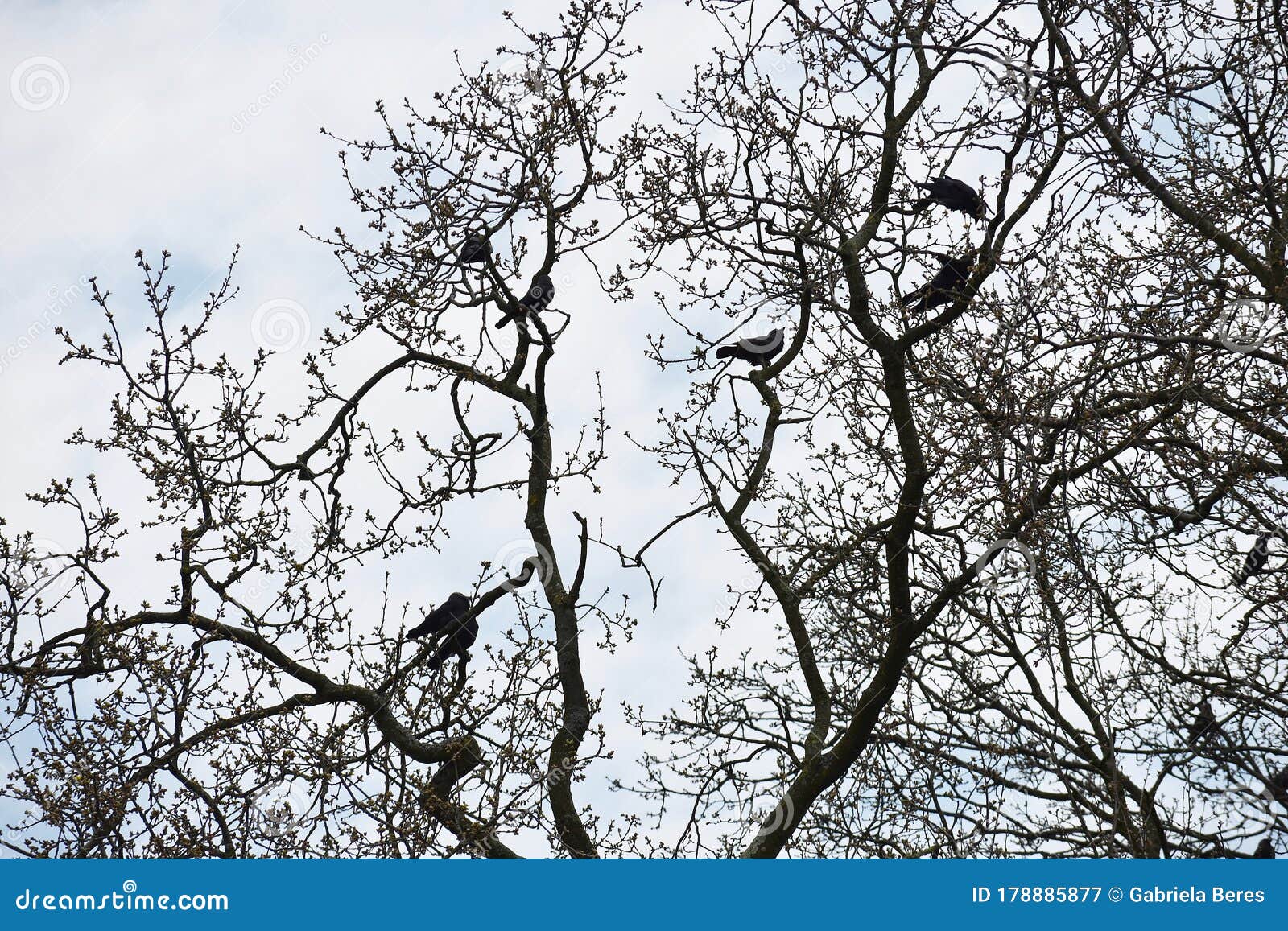 Silhouettes of Crows Birds on Tree Branches. Stock Image - Image of ...