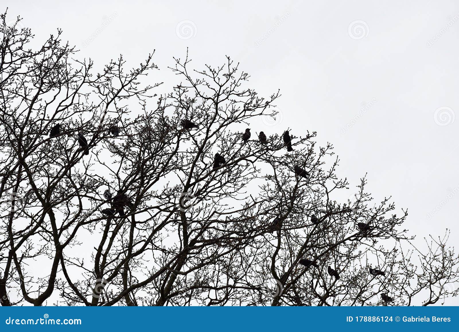 Silhouettes of Crows Birds on Tree Branches. Stock Photo - Image of ...