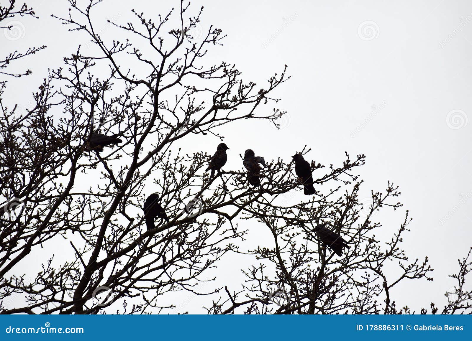 Silhouettes of Crows Birds on Tree Branches. Stock Image - Image of ...