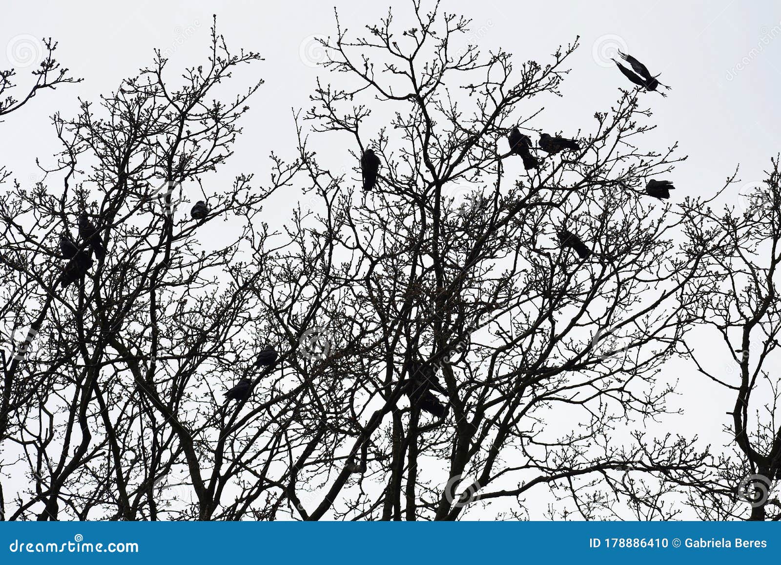 Silhouettes of Crows Birds on Tree Branches. Stock Photo - Image of ...