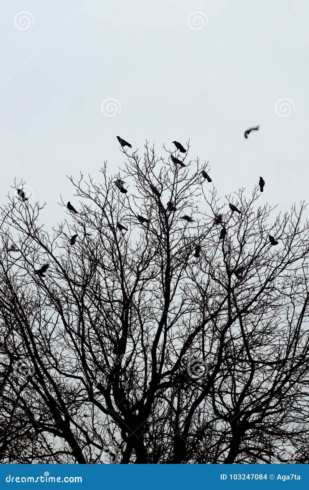 Silhouettes of Crows Birds on Tree Stock Photo - Image of environment ...
