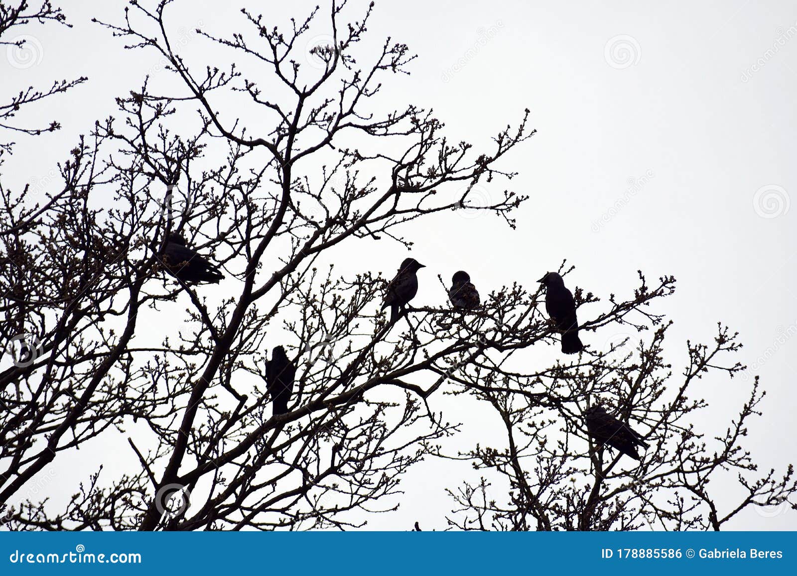 Silhouettes of Crows Birds on Tree Branches. Stock Photo - Image of ...
