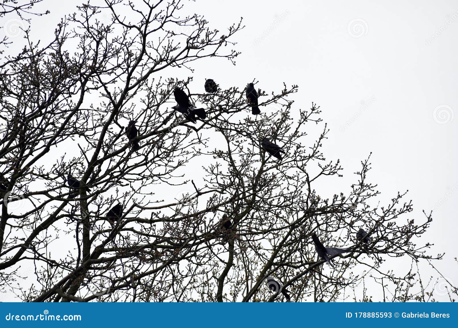 Silhouettes of Crows Birds on Tree Branches. Stock Image - Image of ...