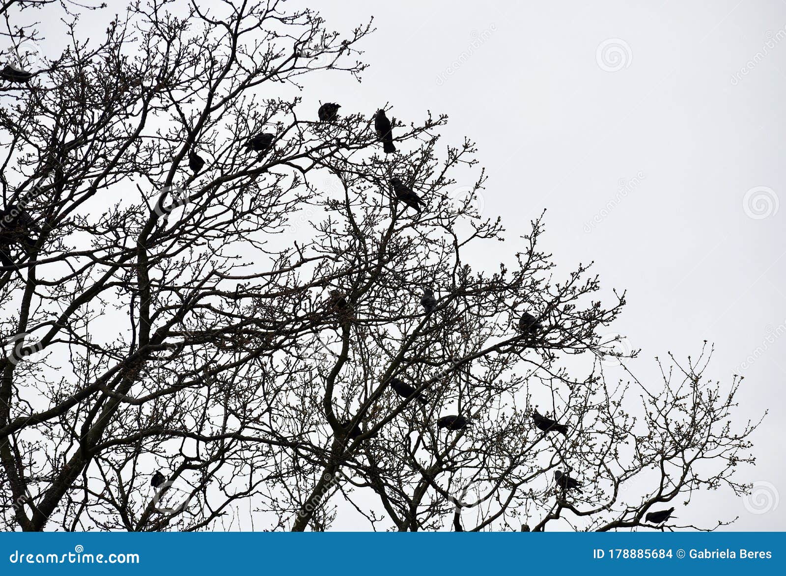Silhouettes of Crows Birds on Tree Branches. Stock Photo - Image of ...