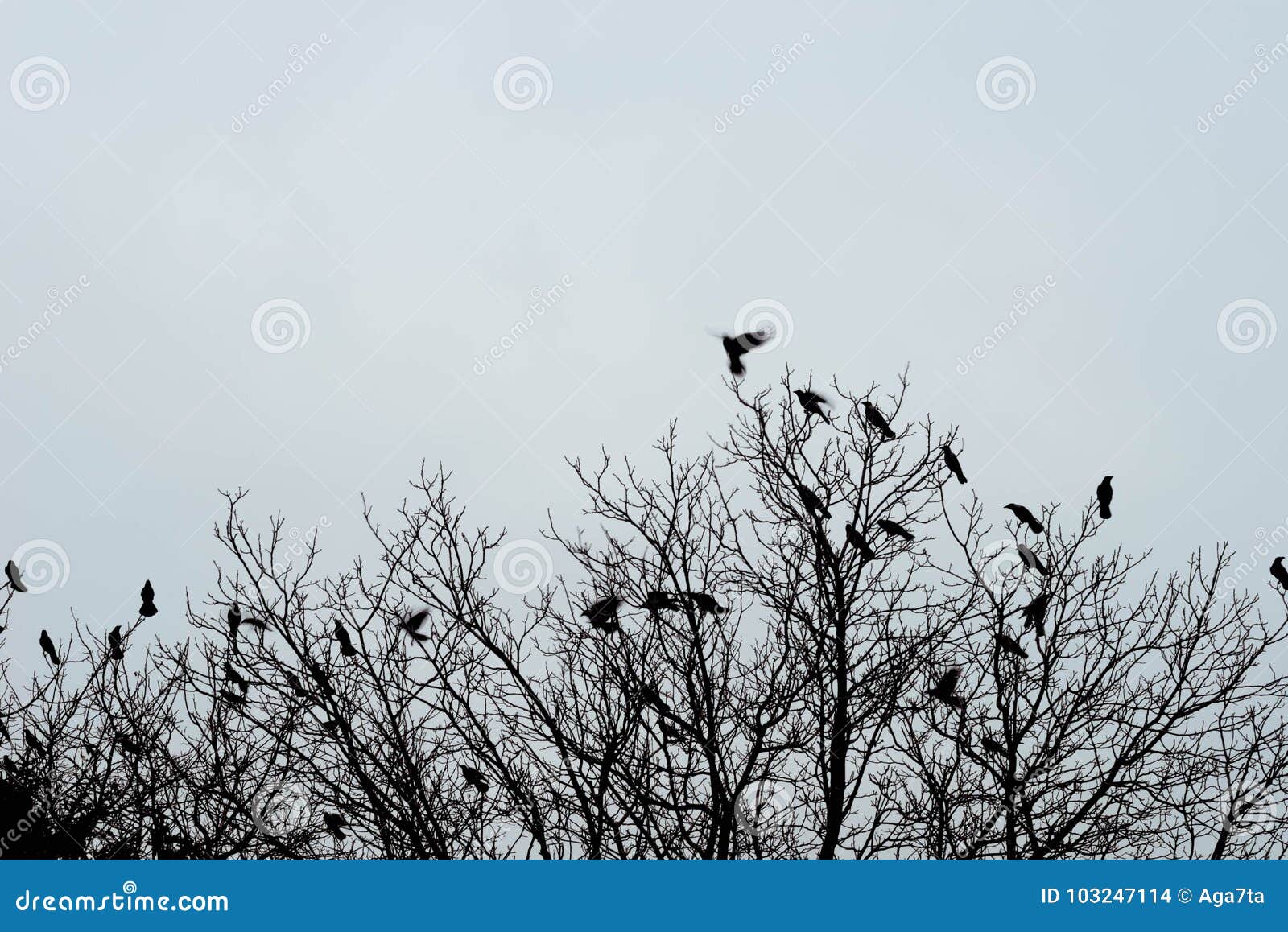Silhouettes of Crows Birds on Tree Stock Photo - Image of cloud, hooded ...