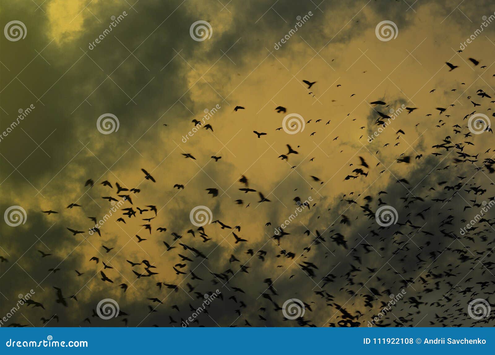 Silhouettes of Crows on Dramatic Sky Background with Clouds Stock Photo ...