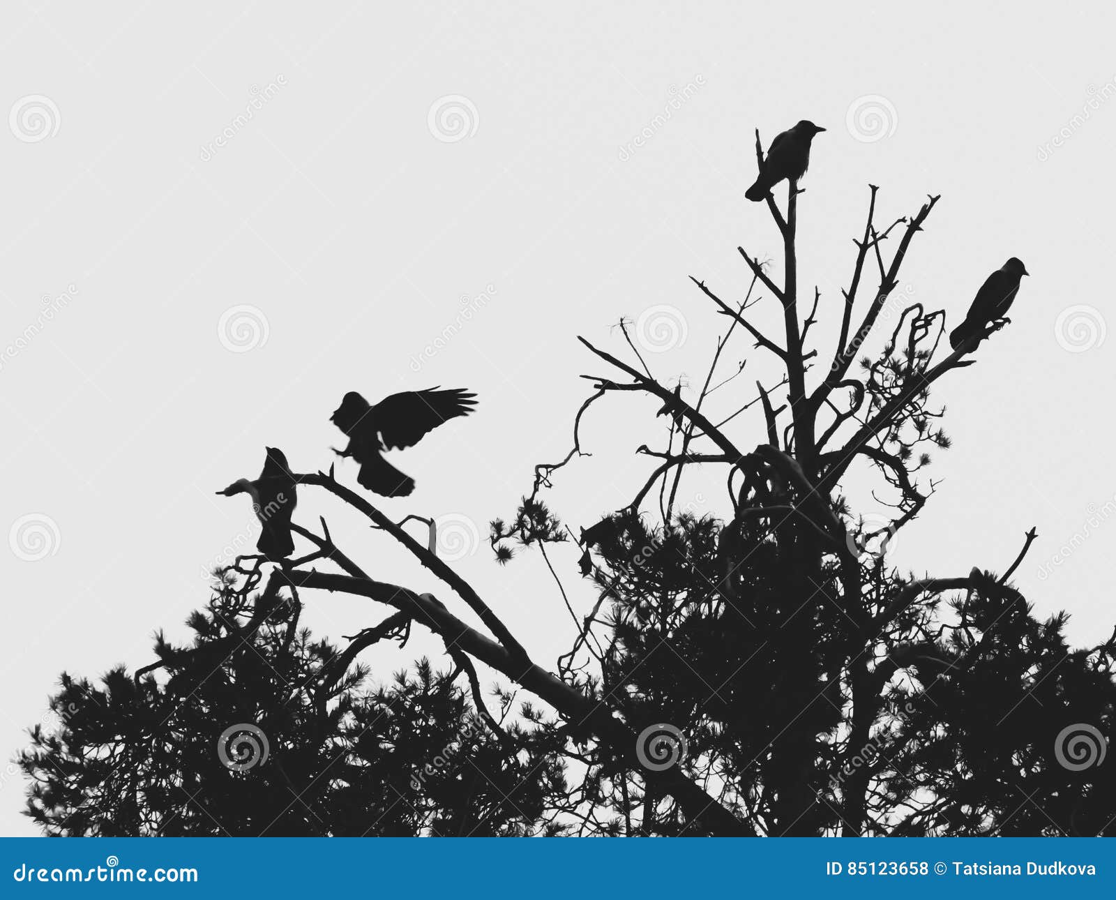 Silhouettes of Crows on a Pine Tree. Stock Photo - Image of floral ...