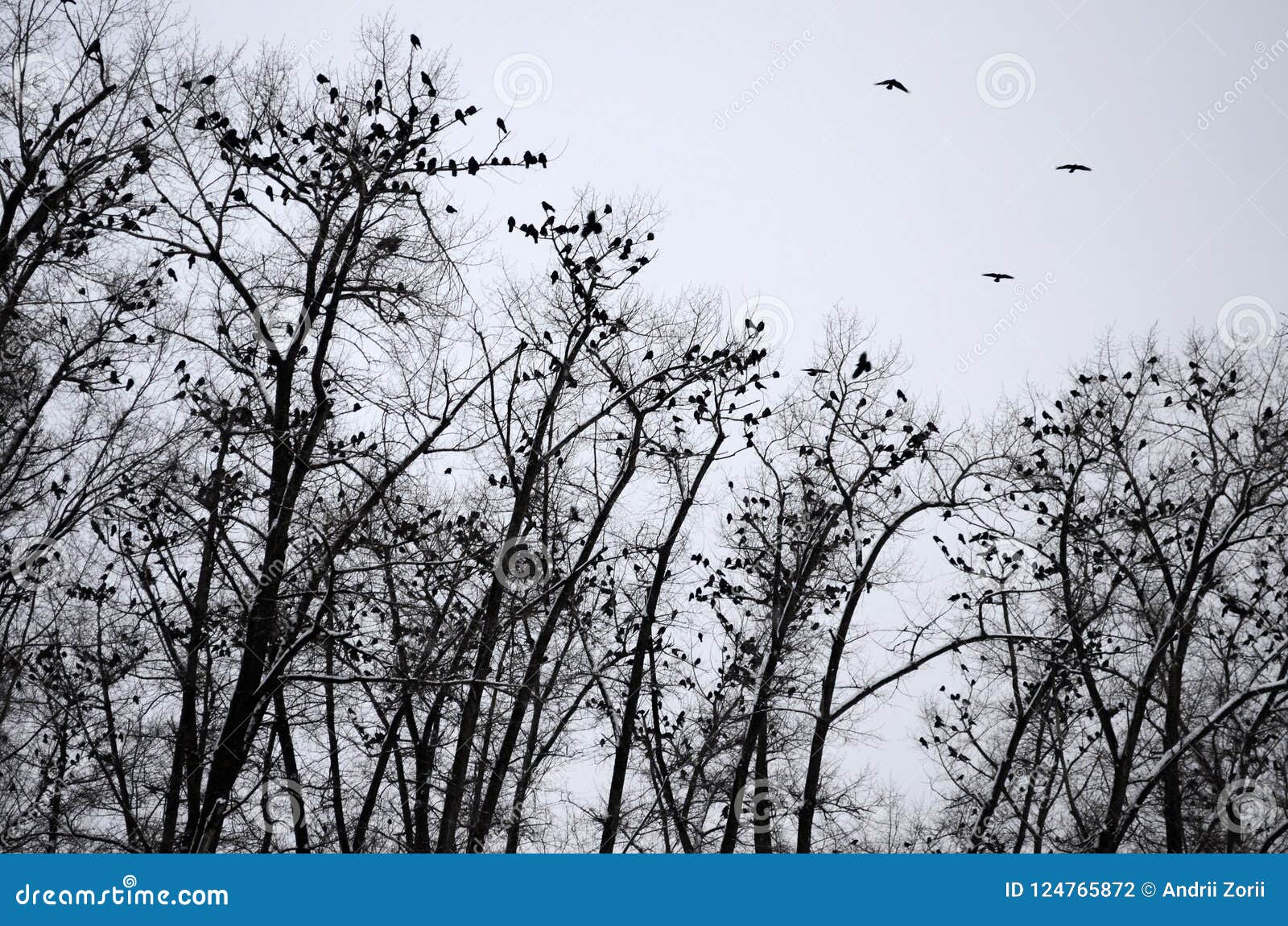 Silhouettes of Crows Sitting on Trees Stock Photo - Image of stem ...