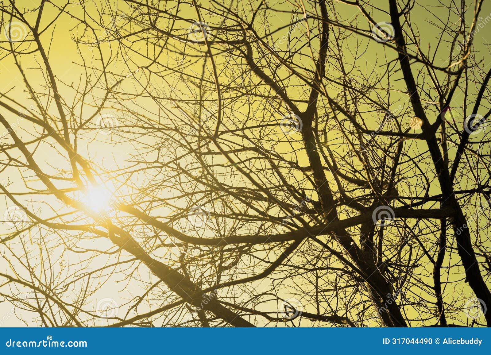 Selective Focus of Silhouettes a Dark Branches Tree with Lens Flare ...
