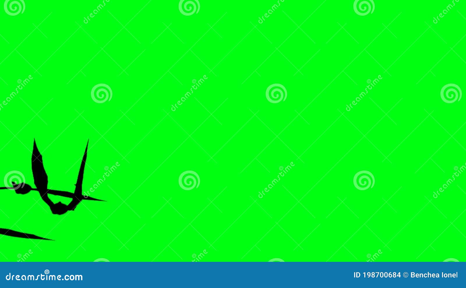 Silhouettes of Flitter-mouse Flying on Green Screen Chroma Key ...