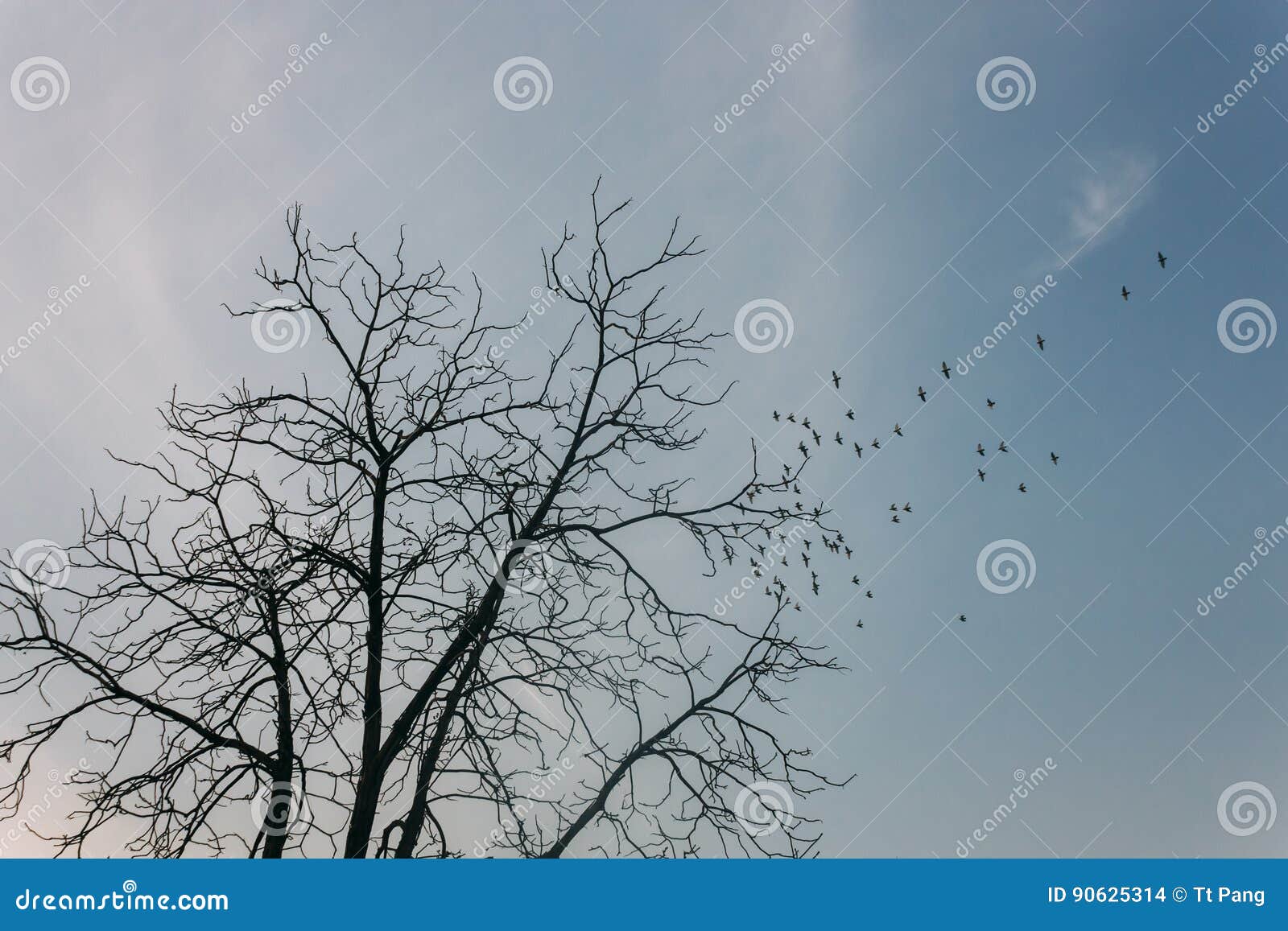 Silhouettes of Flying Birds with Tree Stock Photo - Image of forest ...