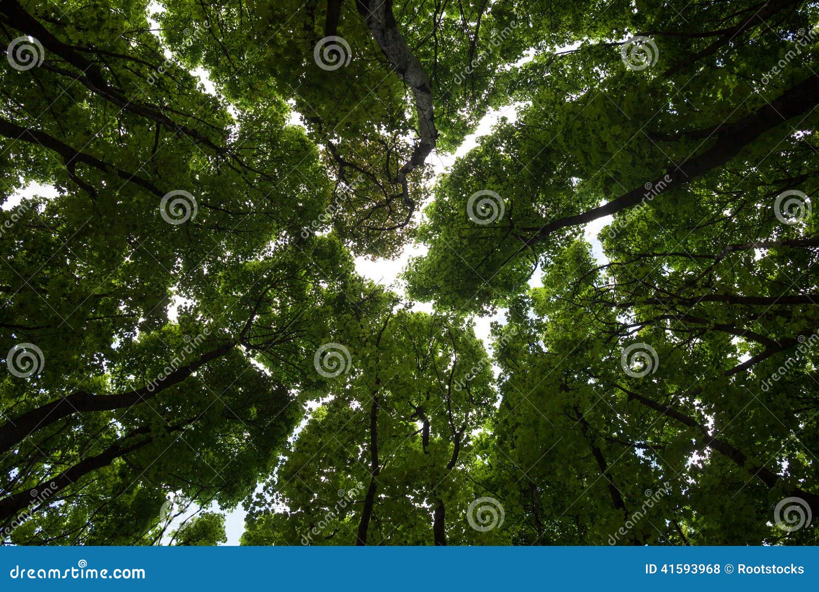 Silhouettes Green Maple Treetops Stock Photos - Free & Royalty-Free ...