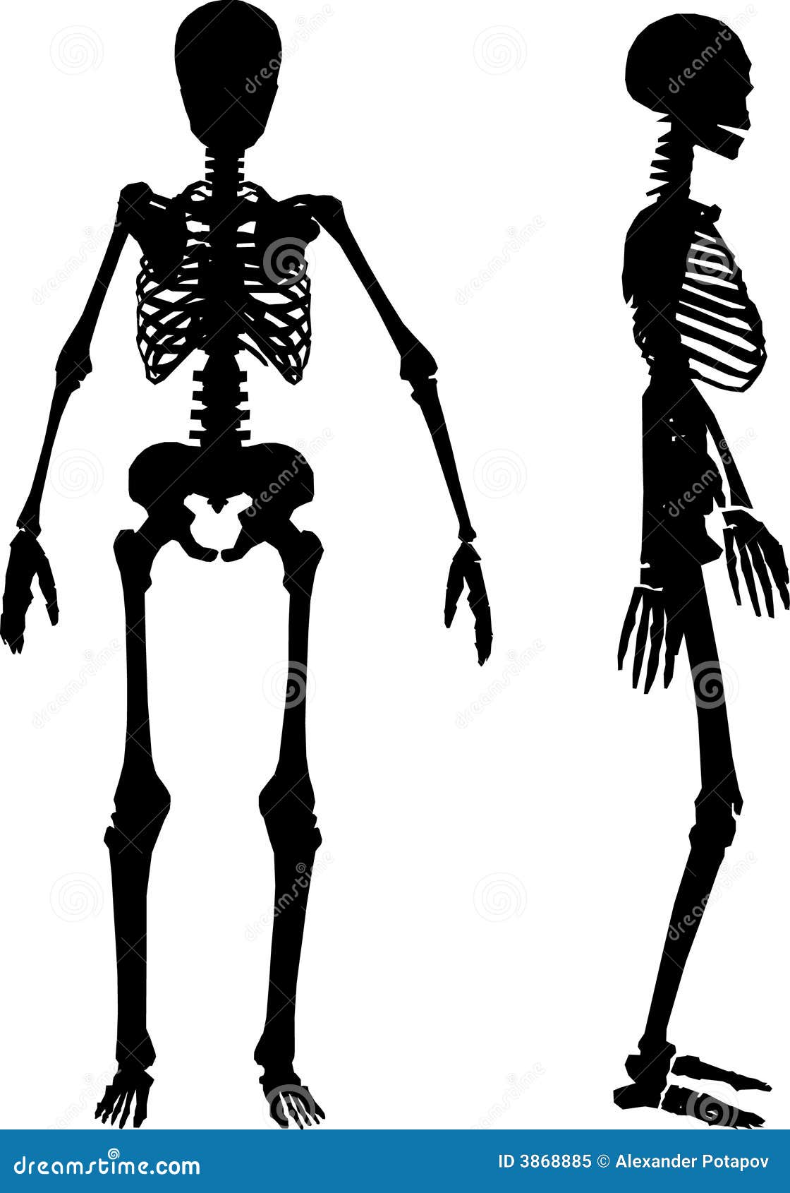 Silhouettes Of Human Skeleton Stock Vector Illustration Of Skull