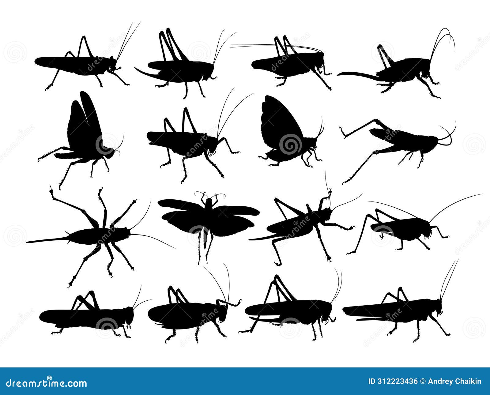 Silhouettes of a locust. stock vector. Illustration of locust - 312223436