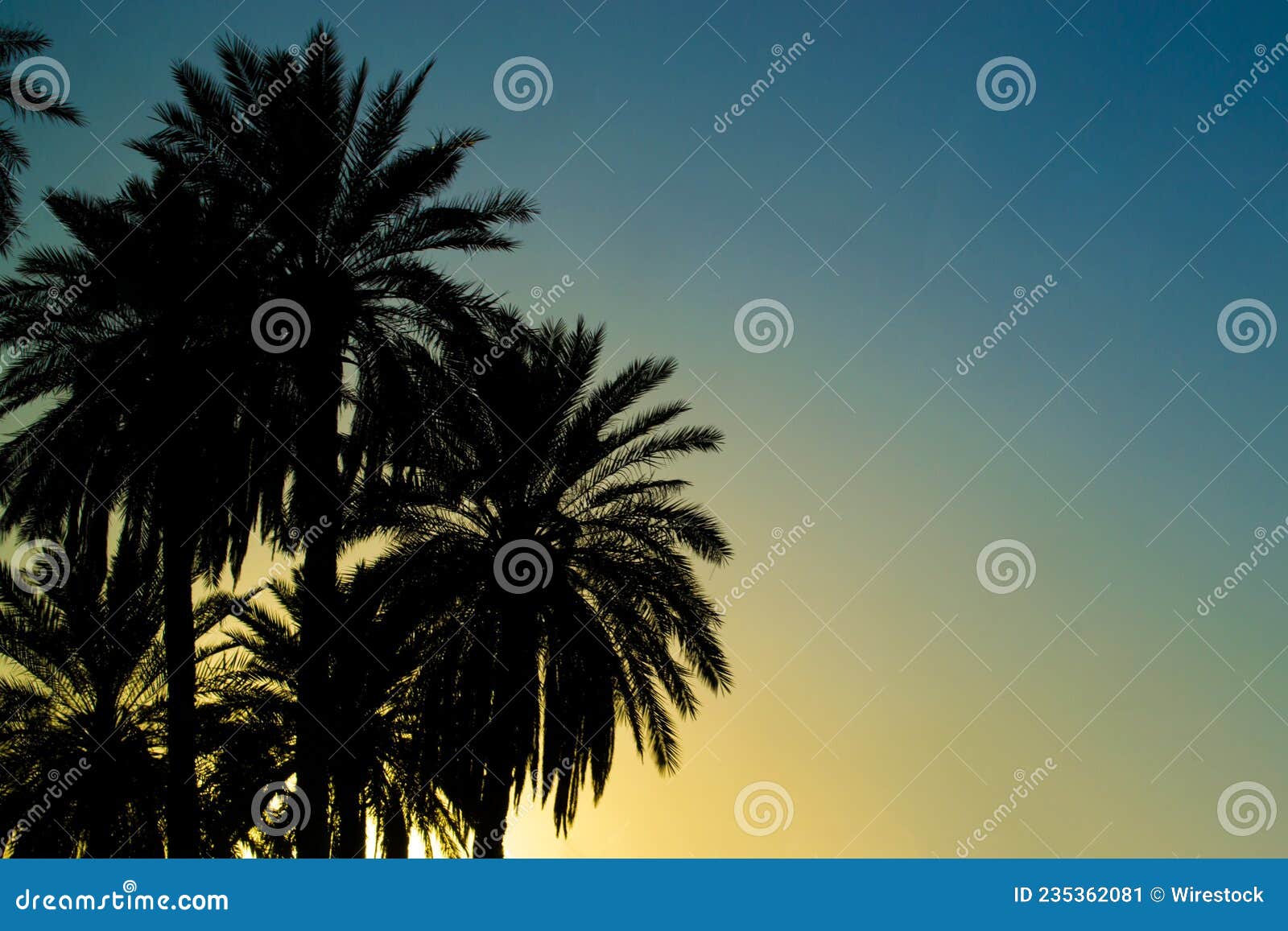 Silhouettes of Palm Trees during the Sunrise in Iraq Stock Image ...
