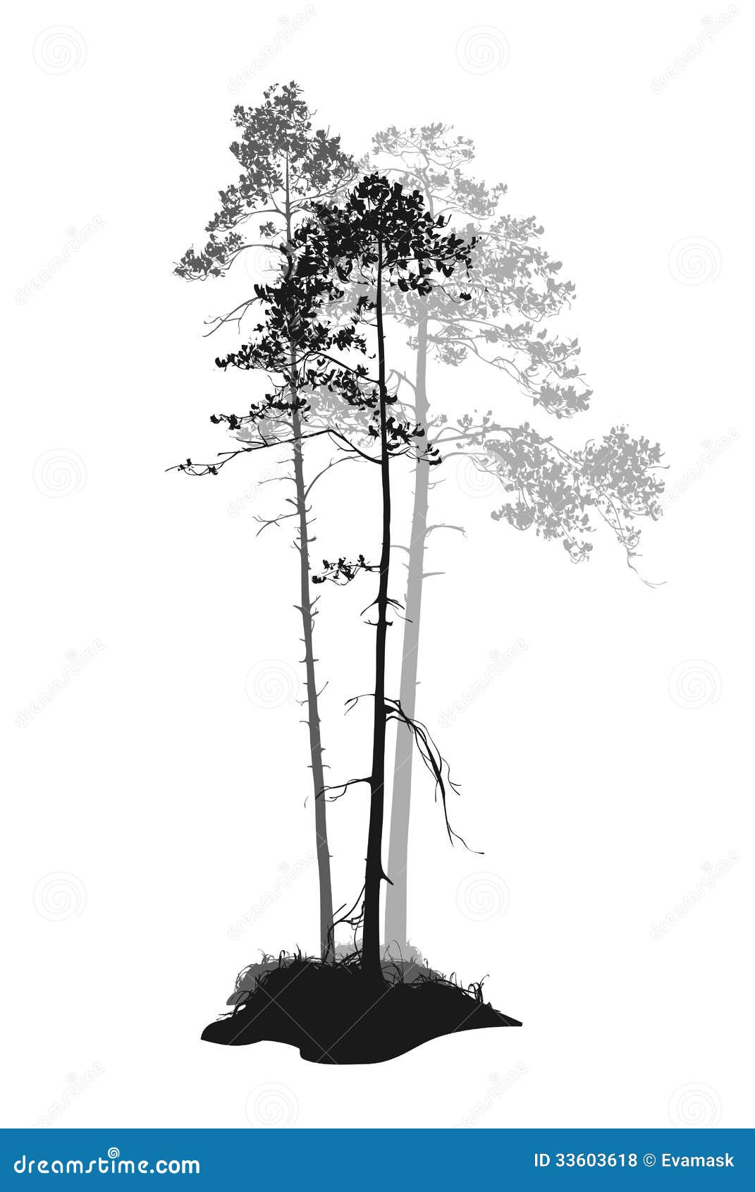 Tall Pine Tree Drawing