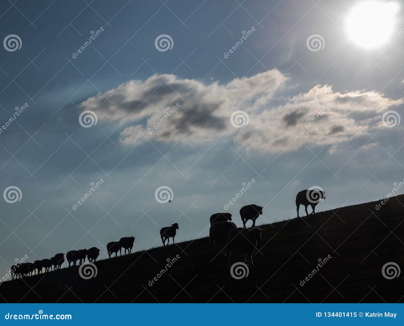 Silhouettes of Sheep on a at Back Light Stock Image - Image of animals ...