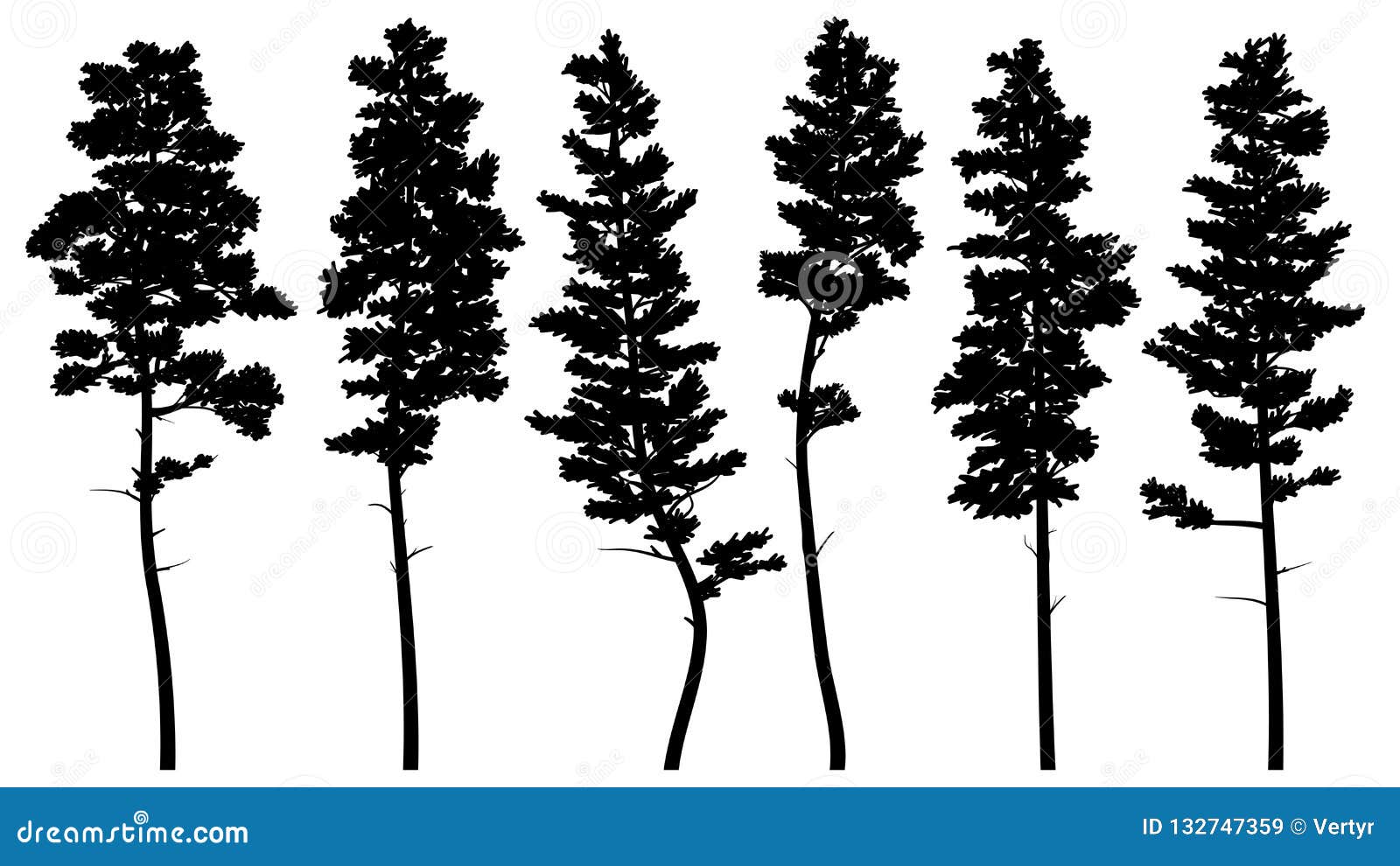 Silhouettes of Tall Pine Trees Cedar. Stock Vector - Illustration of ...